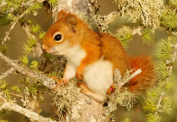 Ohio Red Squirrel: A Complete Guide to Their Secret Lives