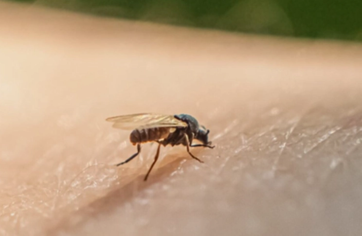 Biting Midges in Georgia: Complete Guide to Identification, Bites & Control