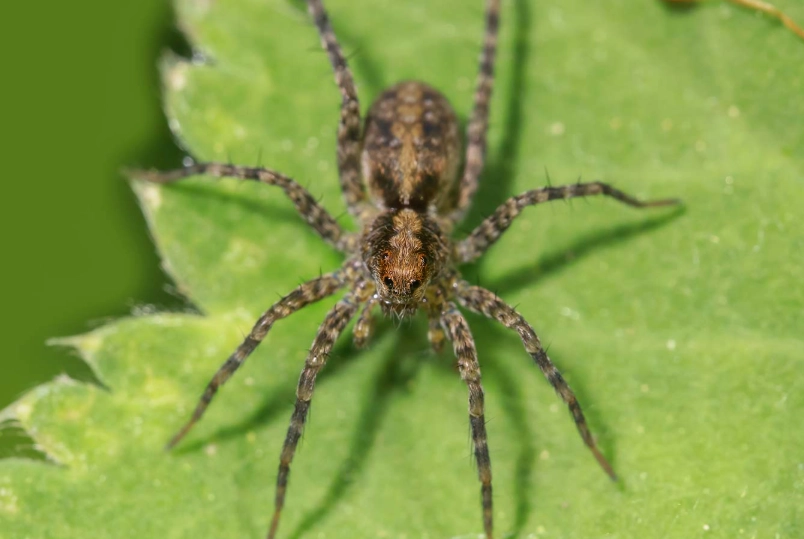 Hobo Spider: The Complete Identification and Risk Guide