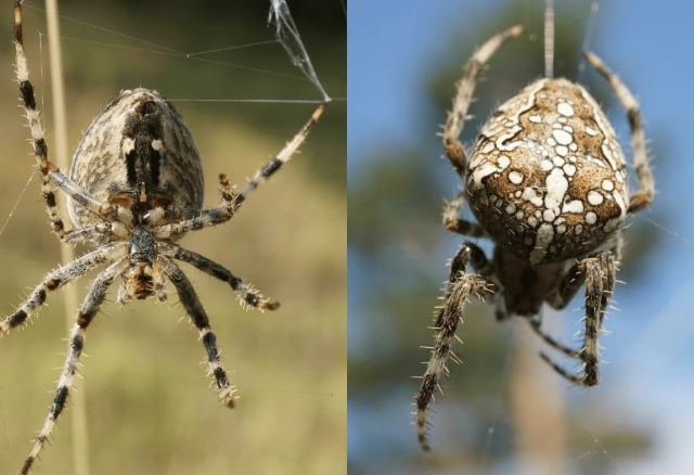 Different Types of Spiders: A Friendly Guide to Identification & Safety