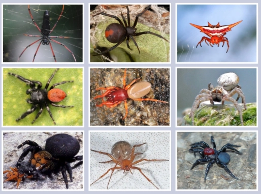 Different Types of Spiders: A Friendly Guide to Identification & Safety